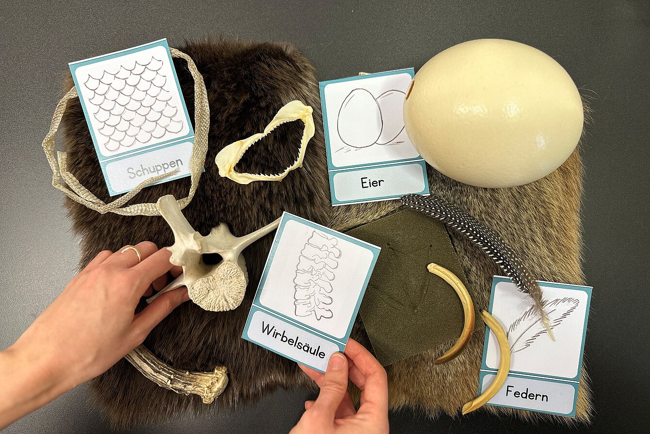 Schule und Kindergarten: 20 Museen und 1 Zoo in Graz und der Steiermark